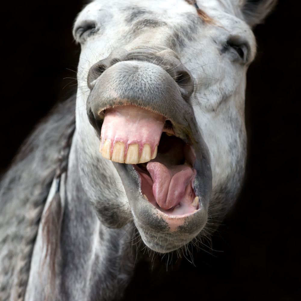 Alles voor je paard – Sonvado Ruitersport – tagged "Snacks"